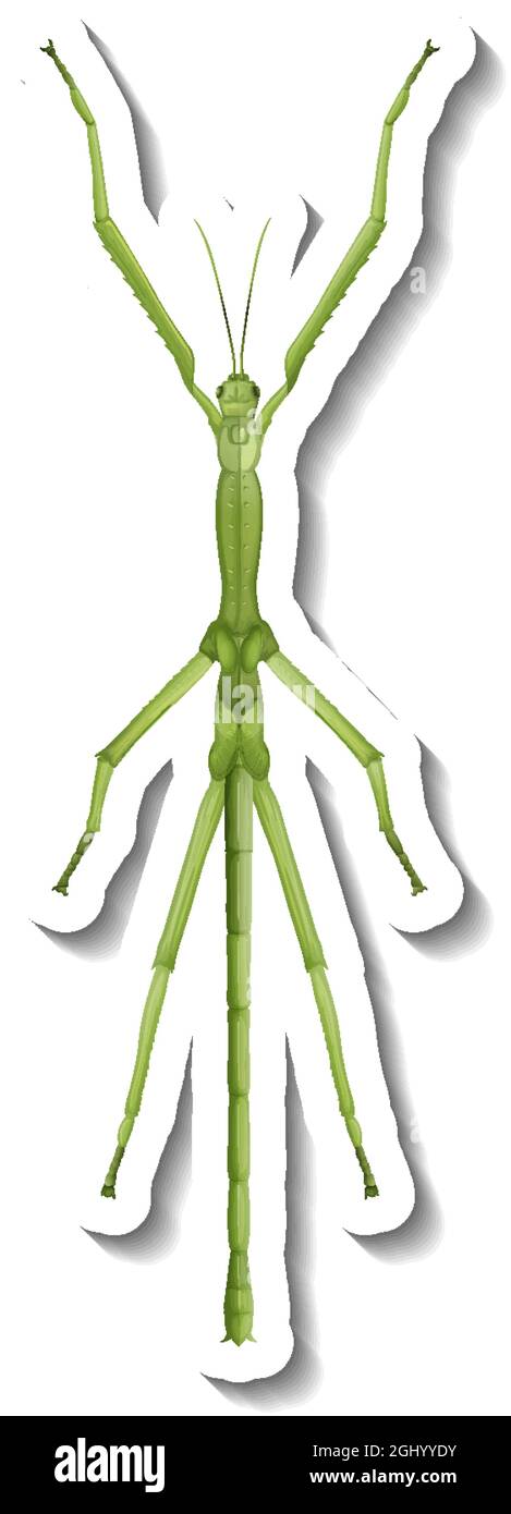 A sticker template with top view of a pond skater insect isolated ...