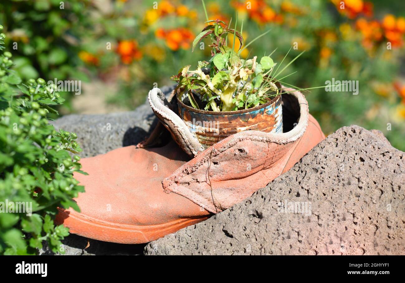 Funny garden decoration flower pot made of old shoe and iron can Stock ...