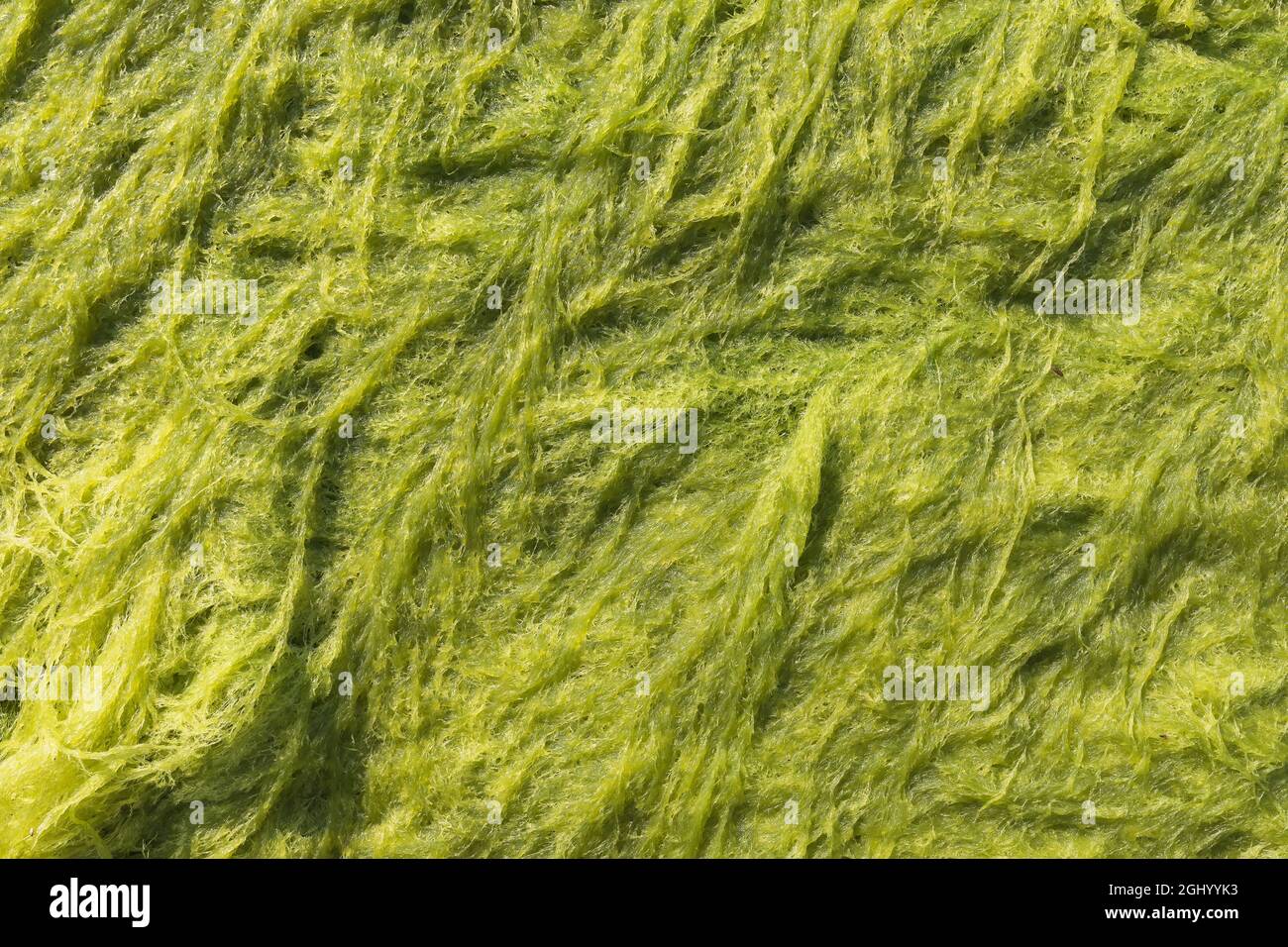 Top view of the texture of seaweed Stock Photo - Alamy