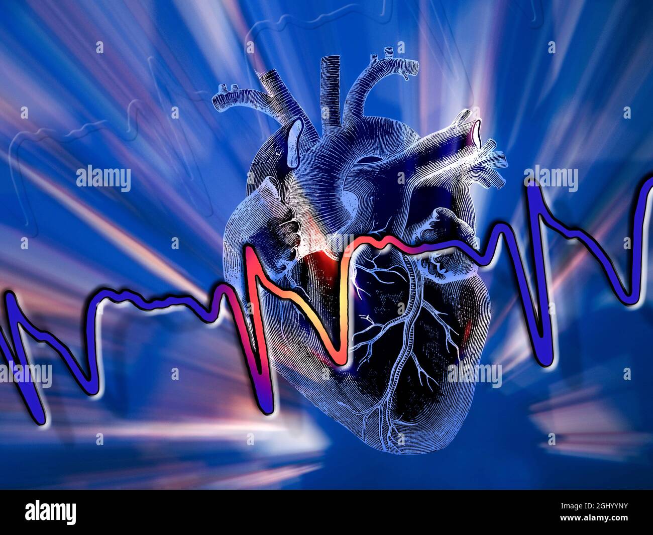Cardiology - Human heart and electrocardiograph Stock Photo - Alamy