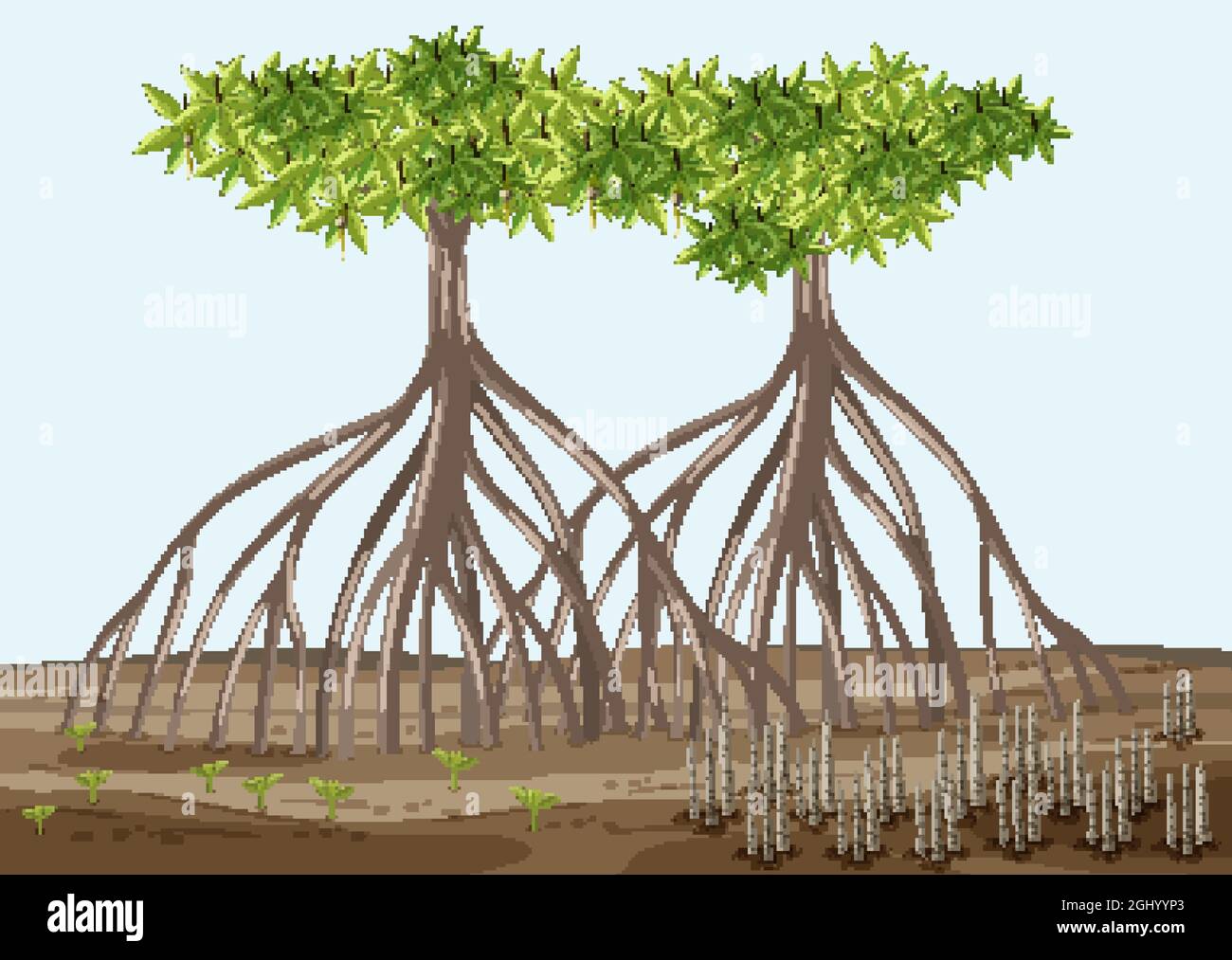 Scene with mangrove trees in cartoon style illustration Stock Vector ...