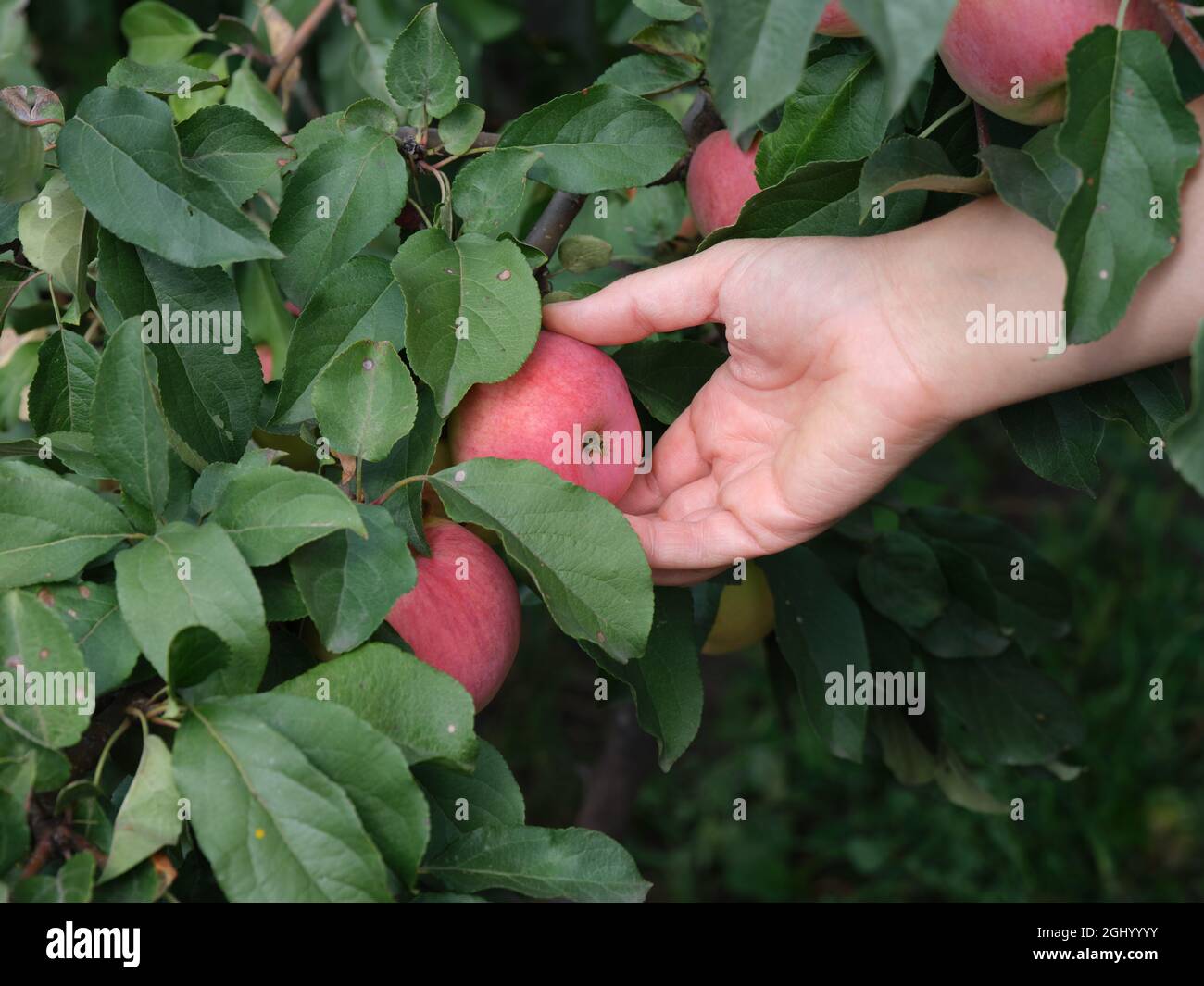Hand picking apple tree hi-res stock photography and images - Alamy