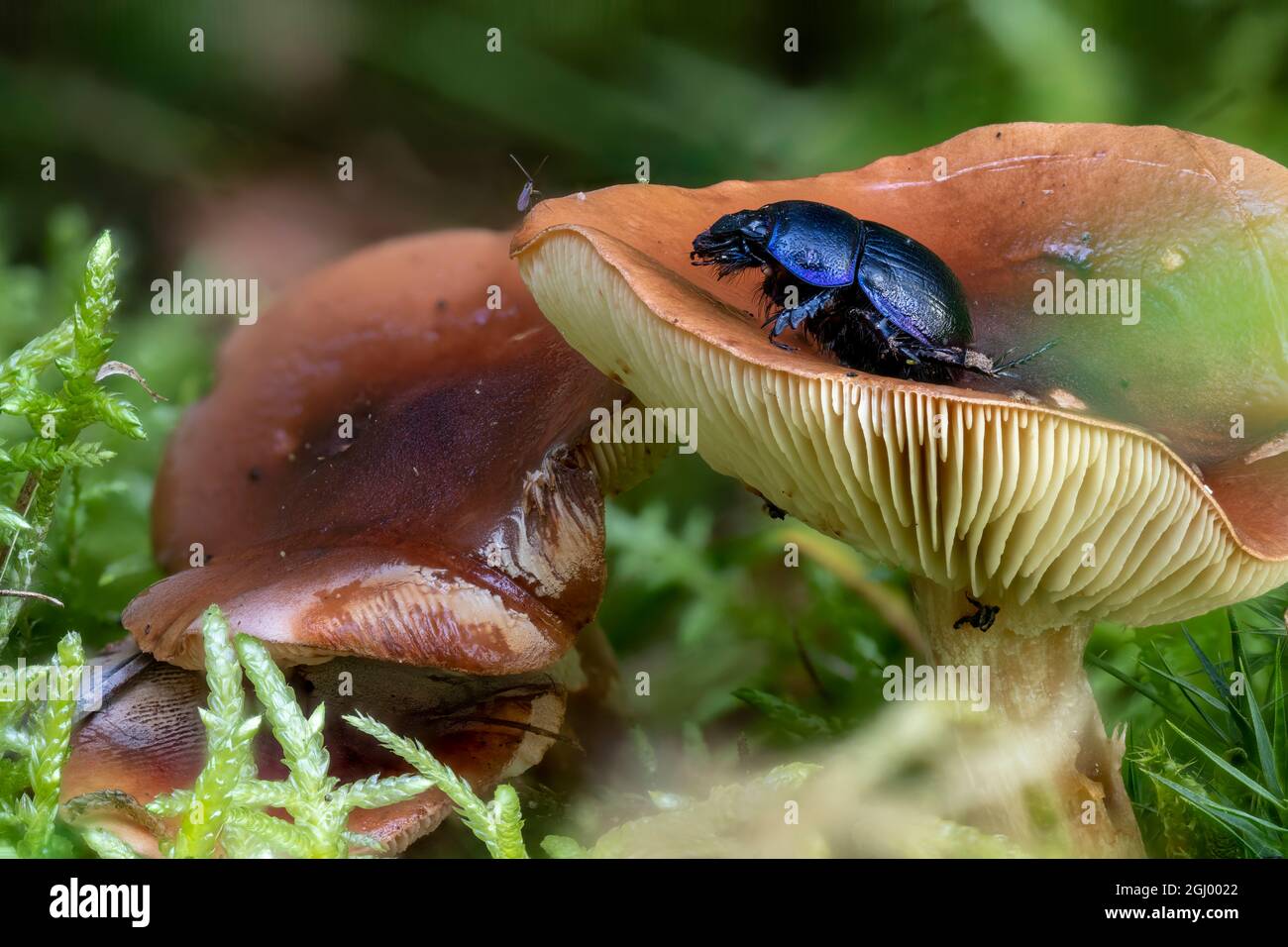 Close up of a brown Milkcap Lactarius mushroom between pine needles and ...