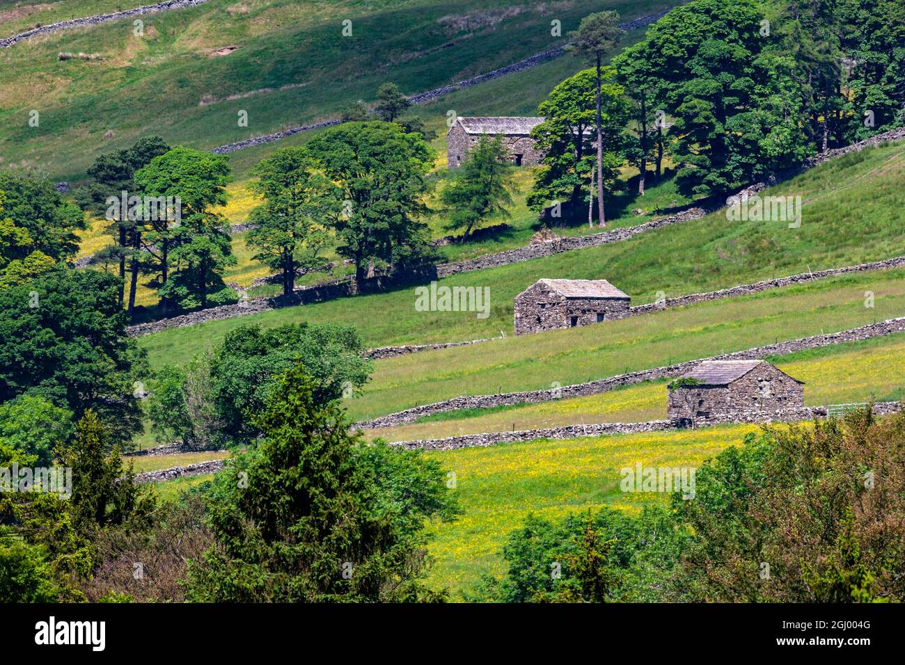 Traditional dry-stone walls and barns in the farmland of the Yorkshire ...