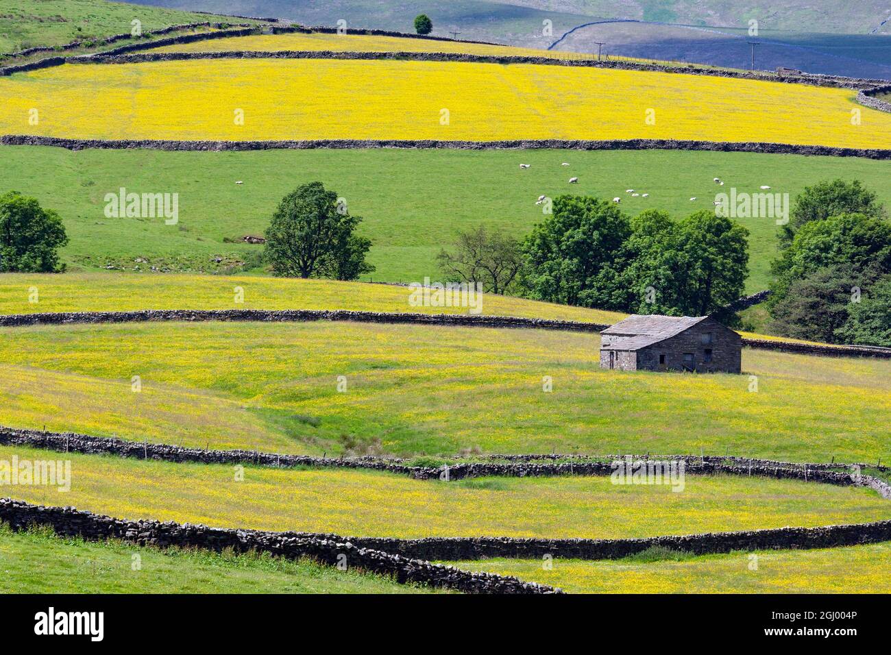 Traditional dry-stone walls and barns in the farmland of the Yorkshire ...