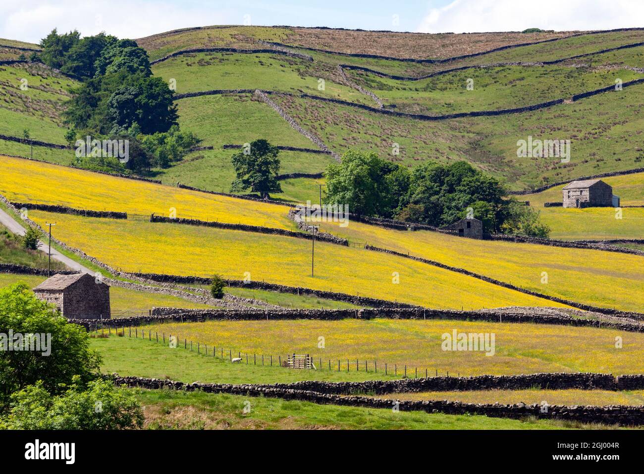 Traditional dry-stone walls and barns in the farmland of the Yorkshire ...