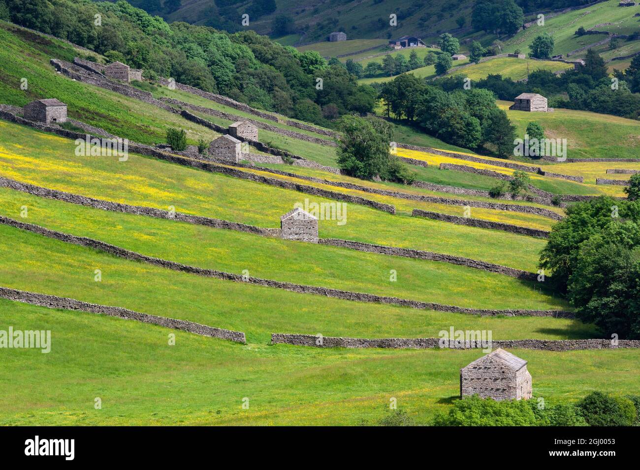 Traditional dry-stone walls and barns in the farmland of the Yorkshire ...