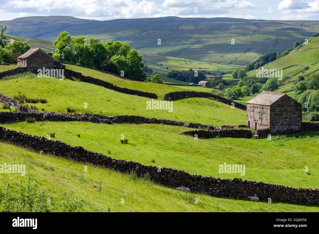 Traditional dry-stone walls and barns in the farmland of the Yorkshire ...