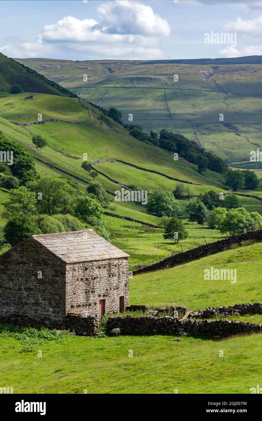 Traditional dry-stone walls and barns in the farmland of the Yorkshire ...