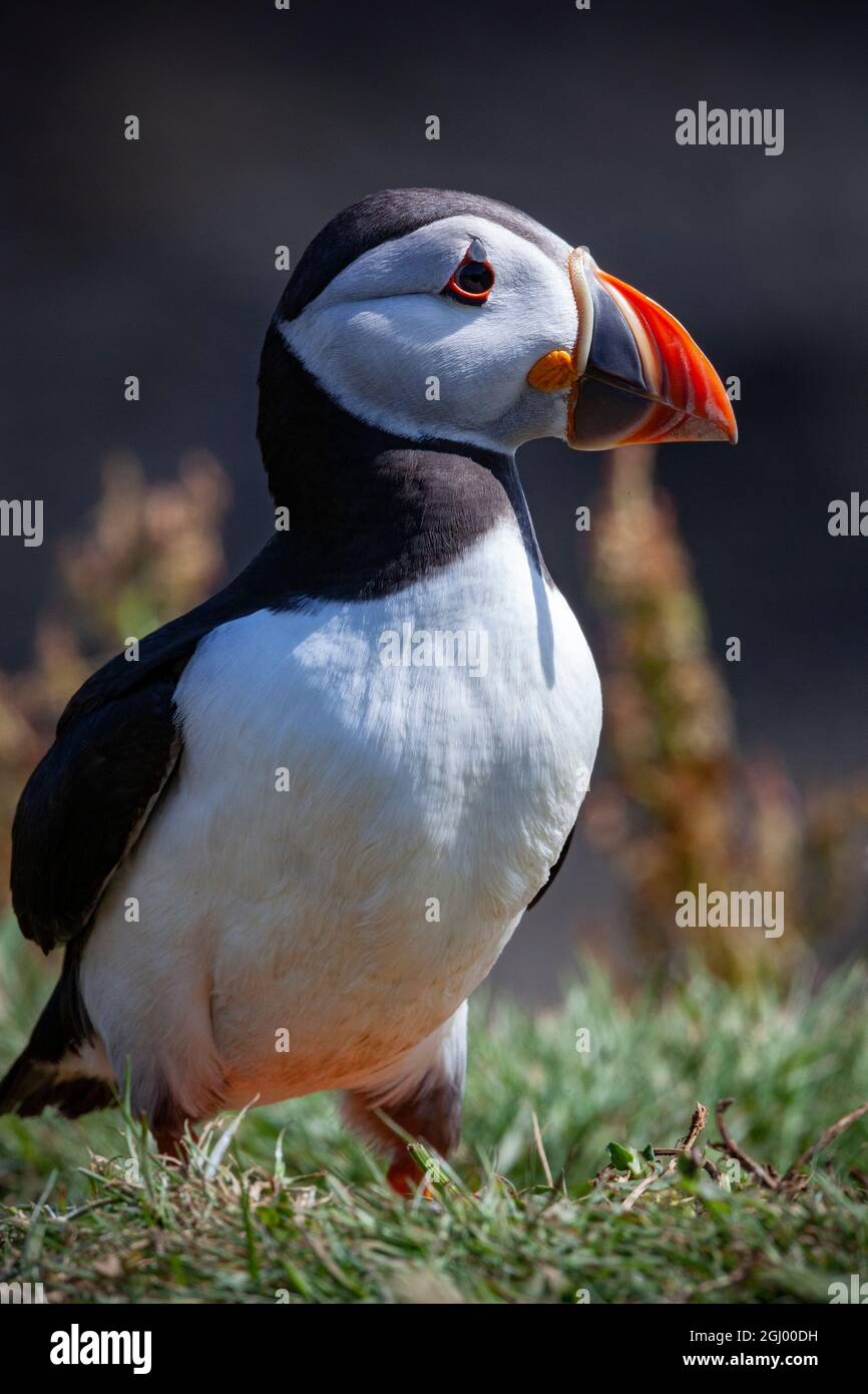 Lunga scotland hi-res stock photography and images - Alamy