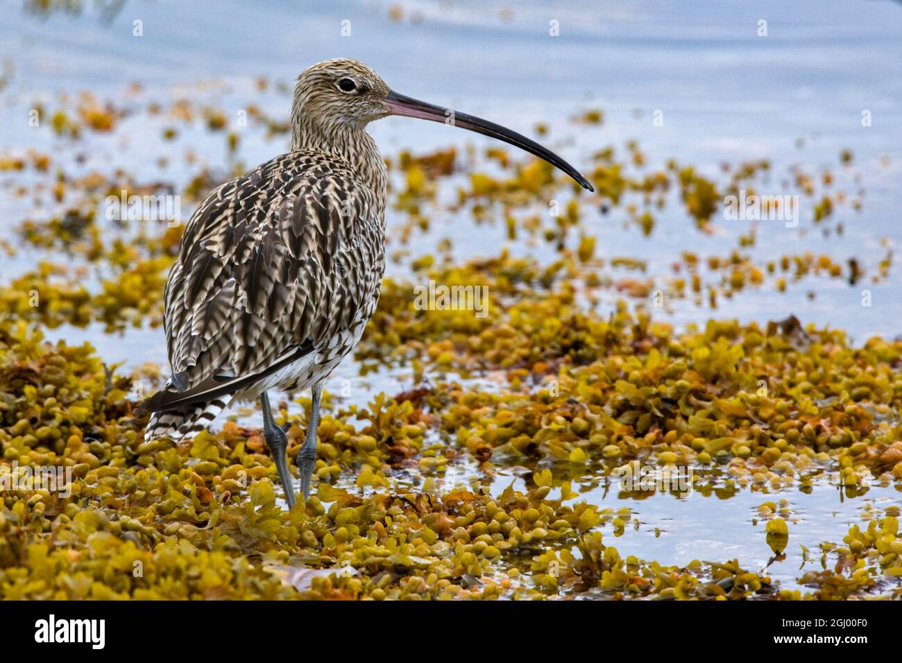 European or Eurasian Curlew (Numenius arquata) feeding in the seaweed ...