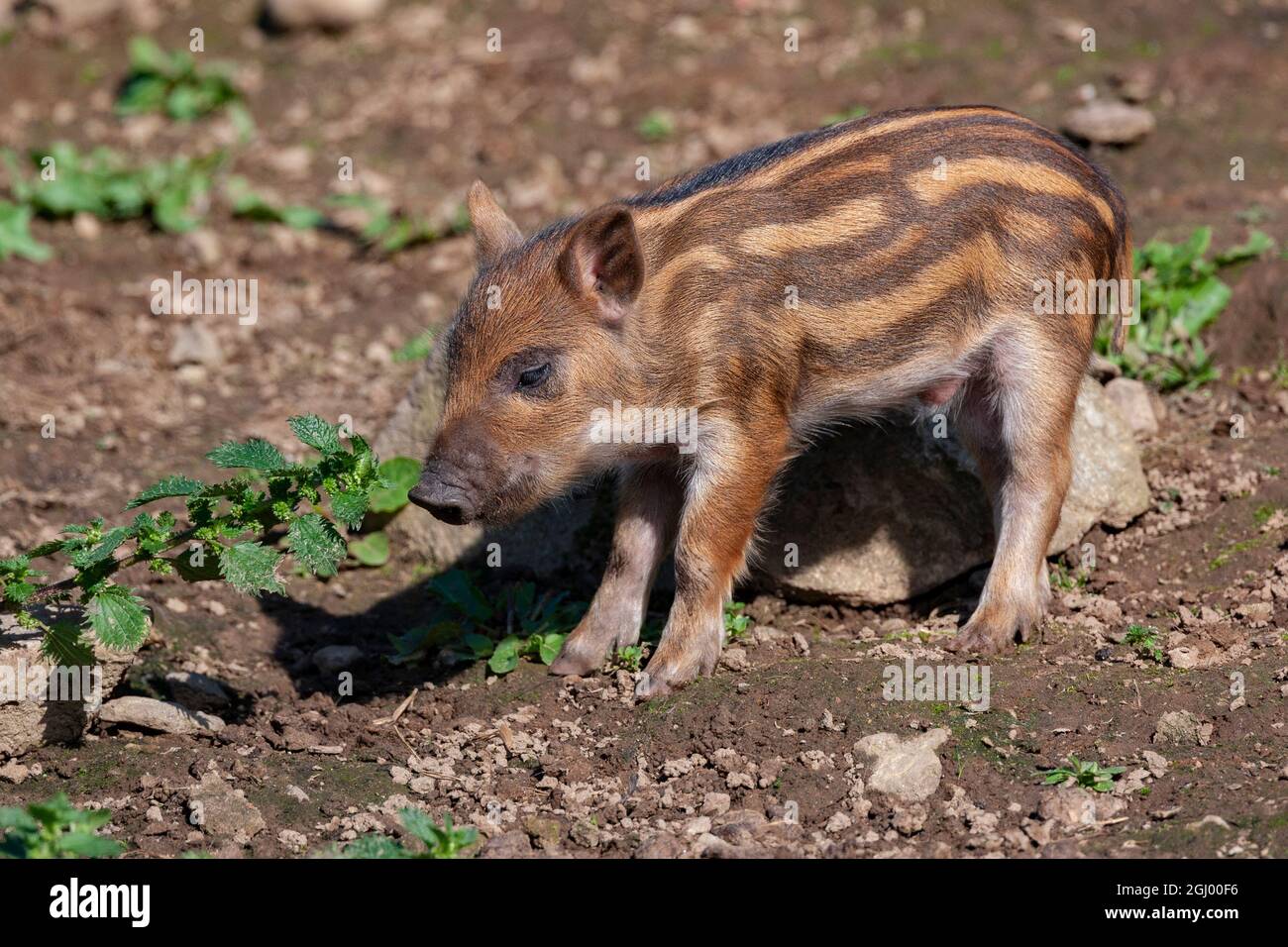 African river hog hi-res stock photography and images - Alamy