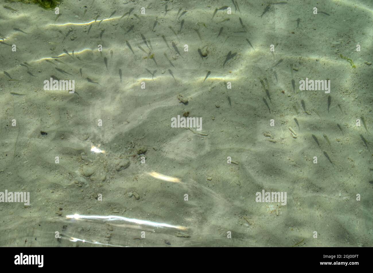 Fry/Fingerling, Alona Beach, Panglao Island, Bohol, Philippines Stock ...