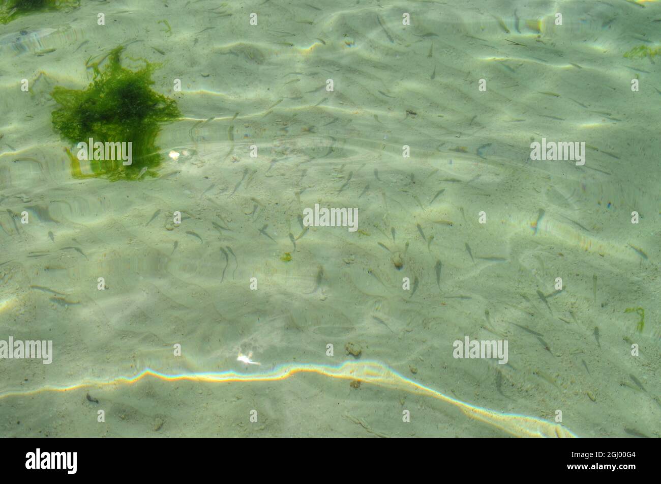 Fry/Fingerling, Alona Beach, Panglao Island, Bohol, Philippines Stock ...