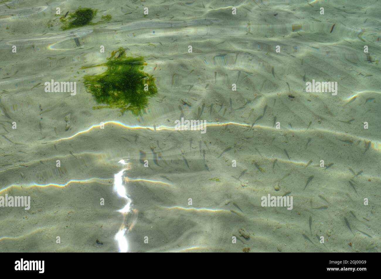 Fry/Fingerling, Alona Beach, Panglao Island, Bohol, Philippines Stock ...