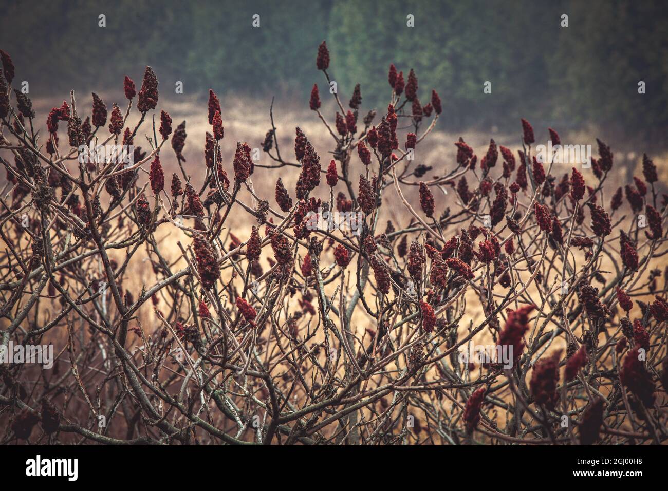 Rhus typhina, red blossom of sumac tree. Dense vegetation of the plant ...
