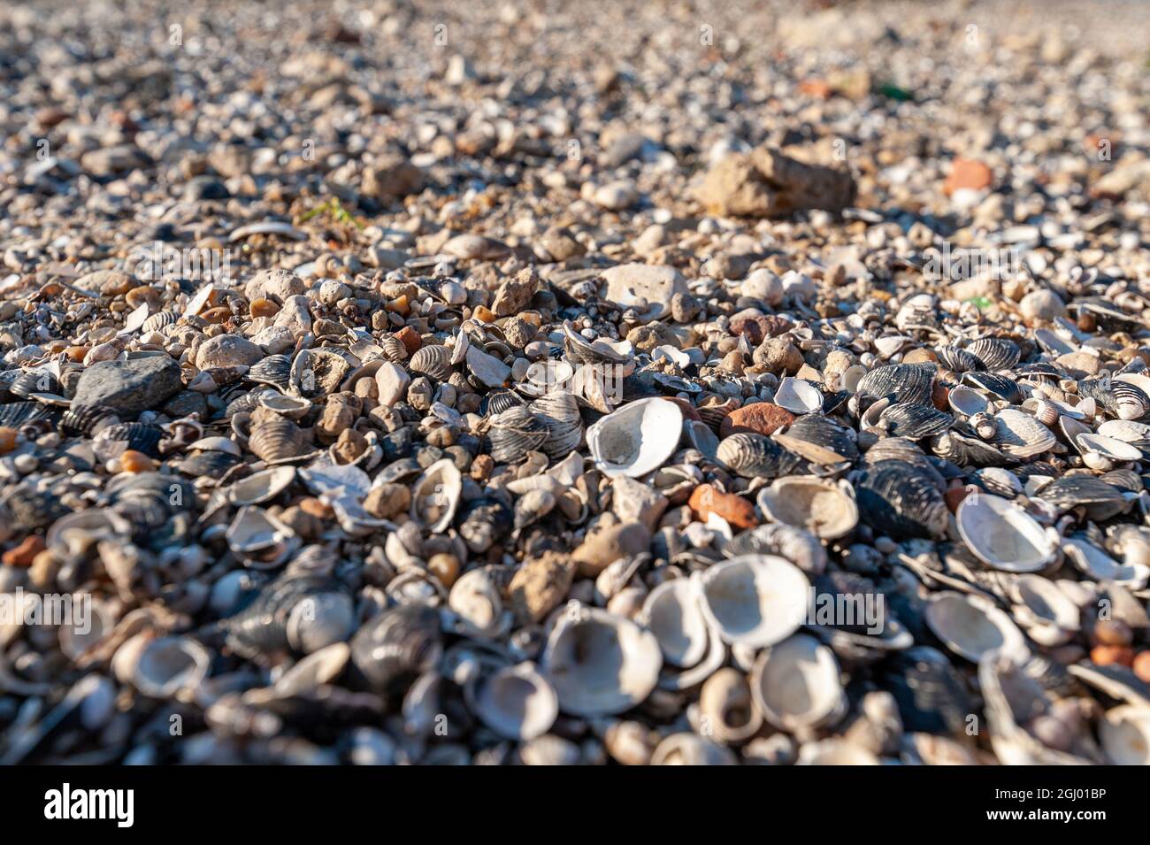 Beautiful view of seashells on the beach under sunlight Stock Photo - Alamy