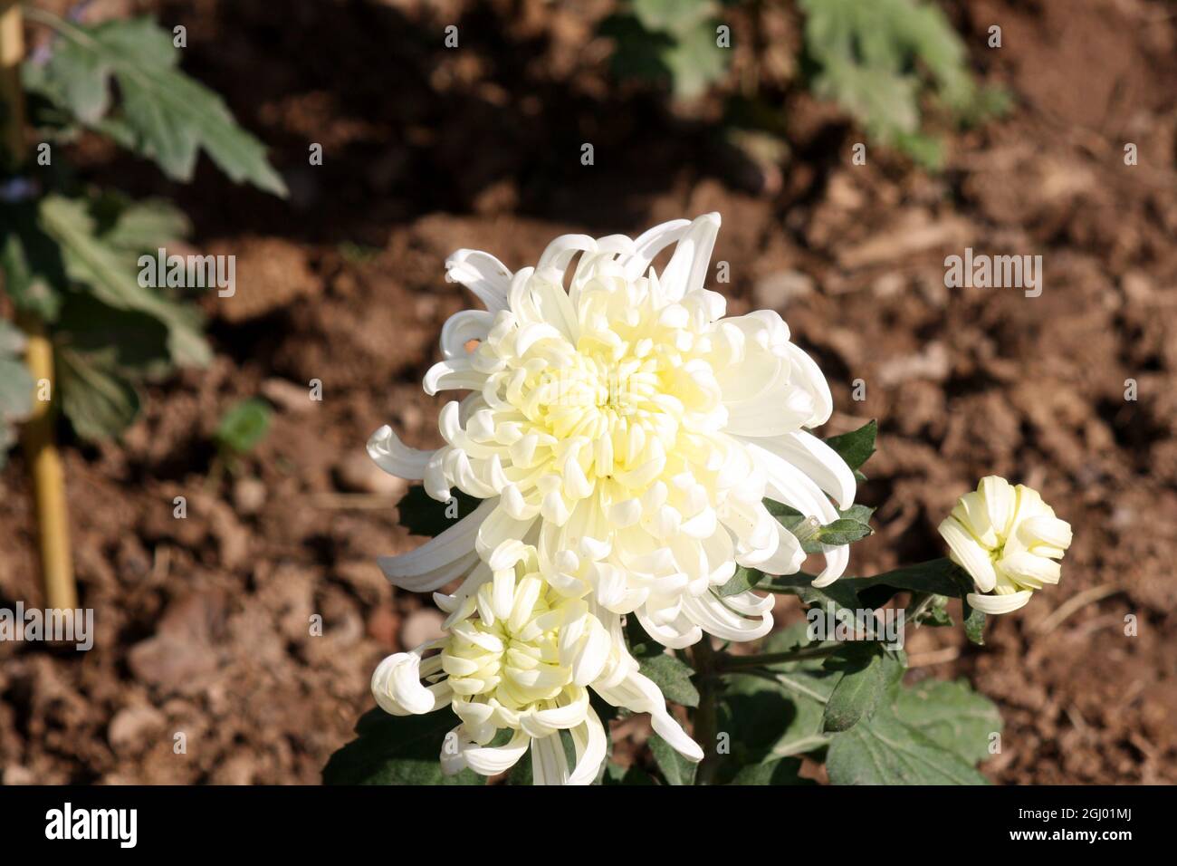 Chrysanthemum × morifolium Cream Spider Bloom in a garden Stock Photo ...
