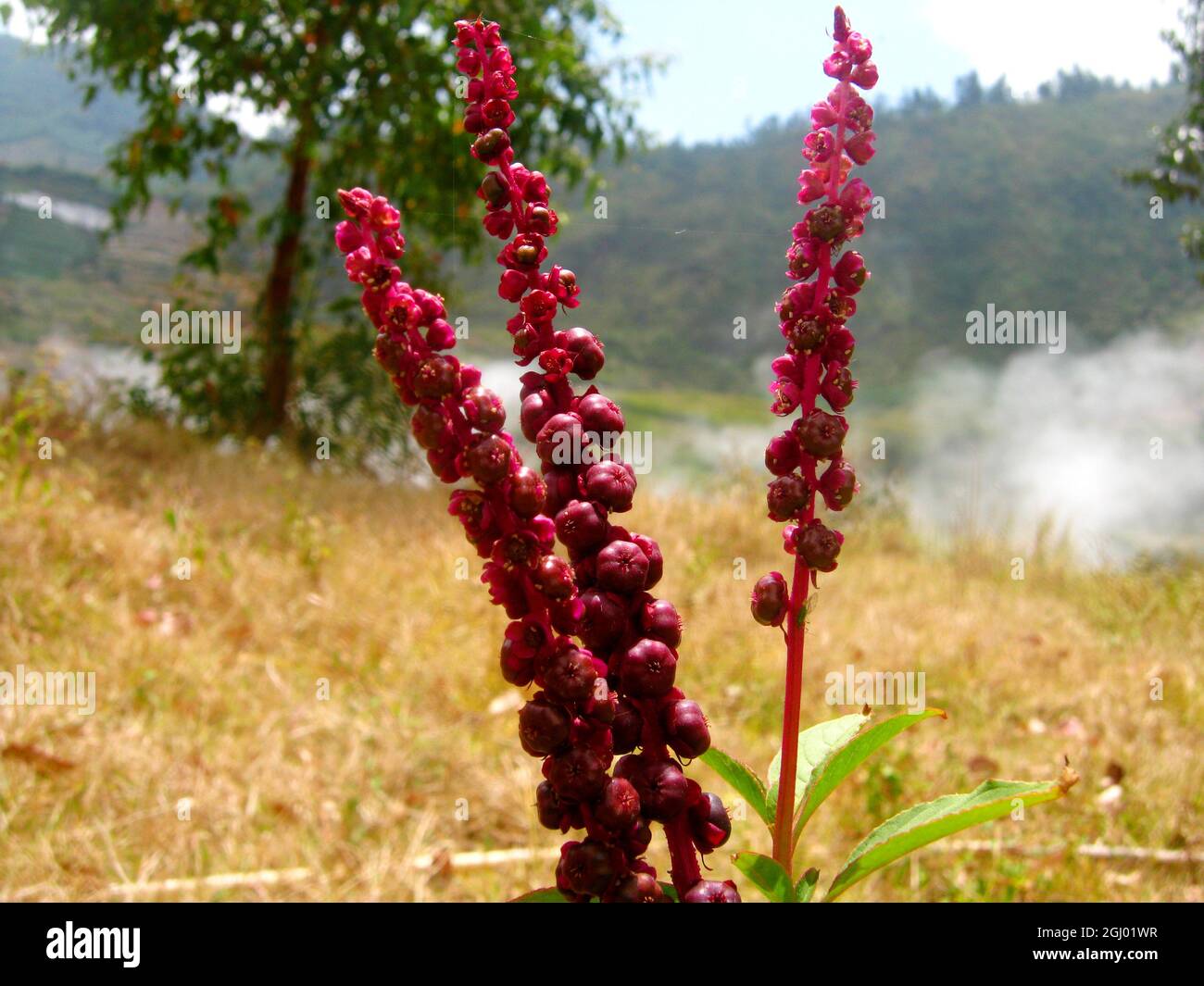 flowers that grow in the crater area in dieng plateau Stock Photo - Alamy