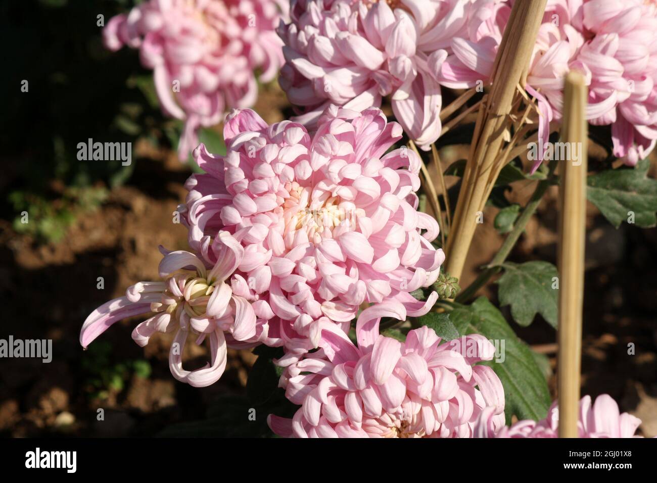 Chrysanthemum × morifolium Pink Spider Bloom - pix SShukla Stock Photo ...