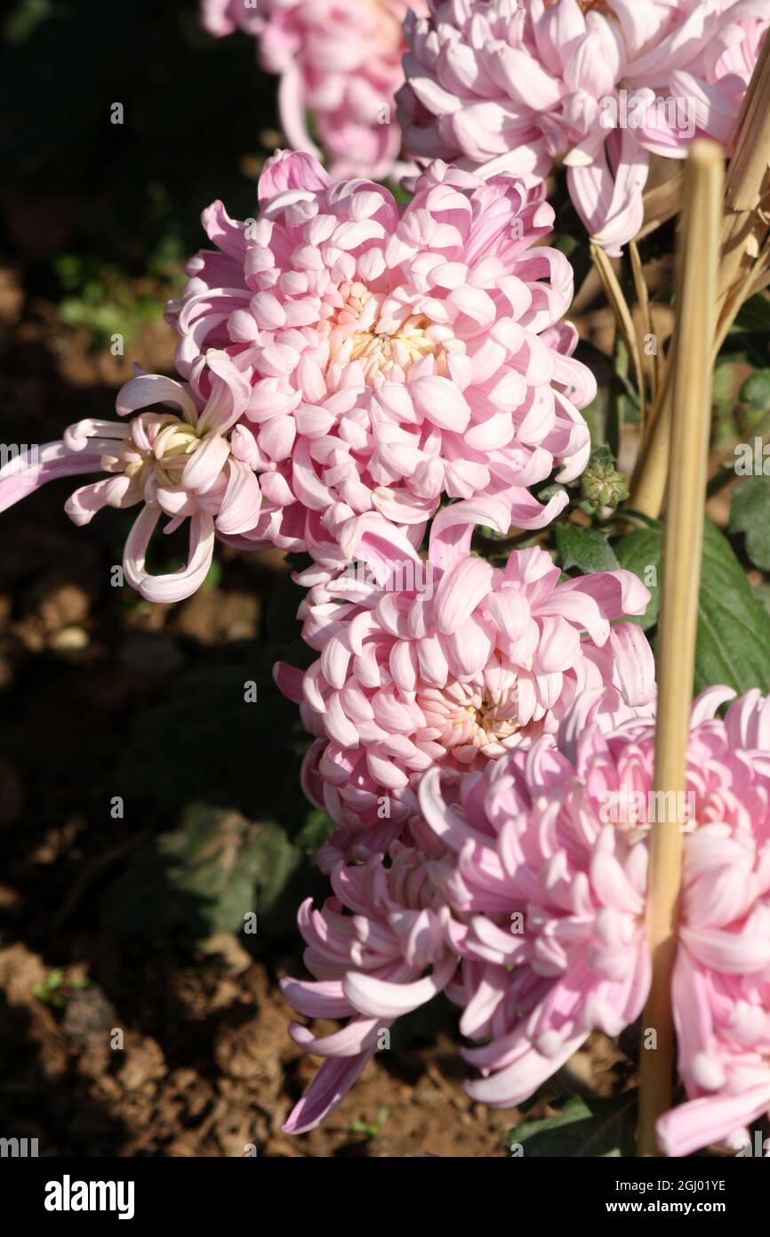 Spider bloom hi-res stock photography and images - Alamy