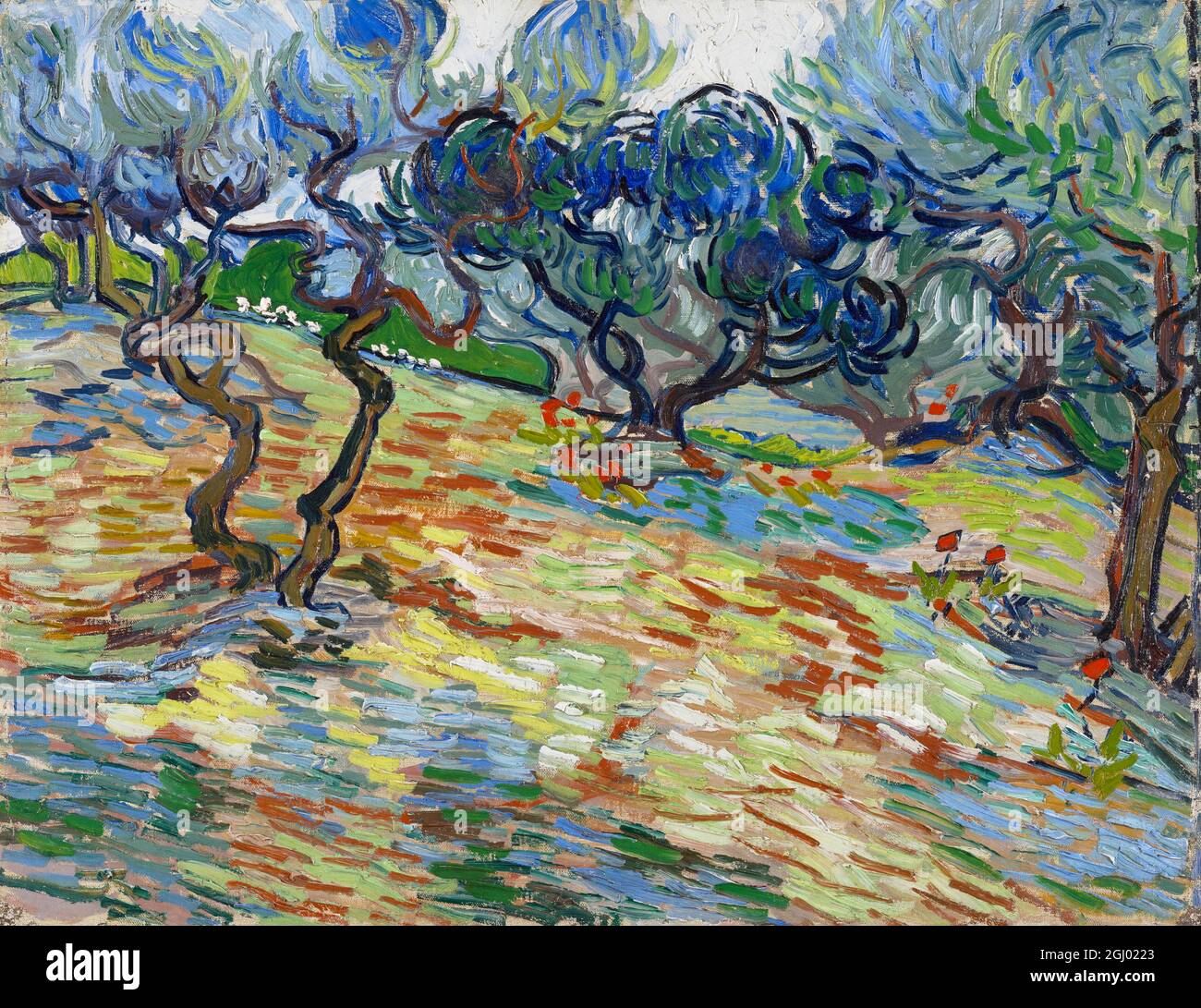 Vincent van Gogh artwork entitled Olive Trees - 1889 Stock Photo - Alamy