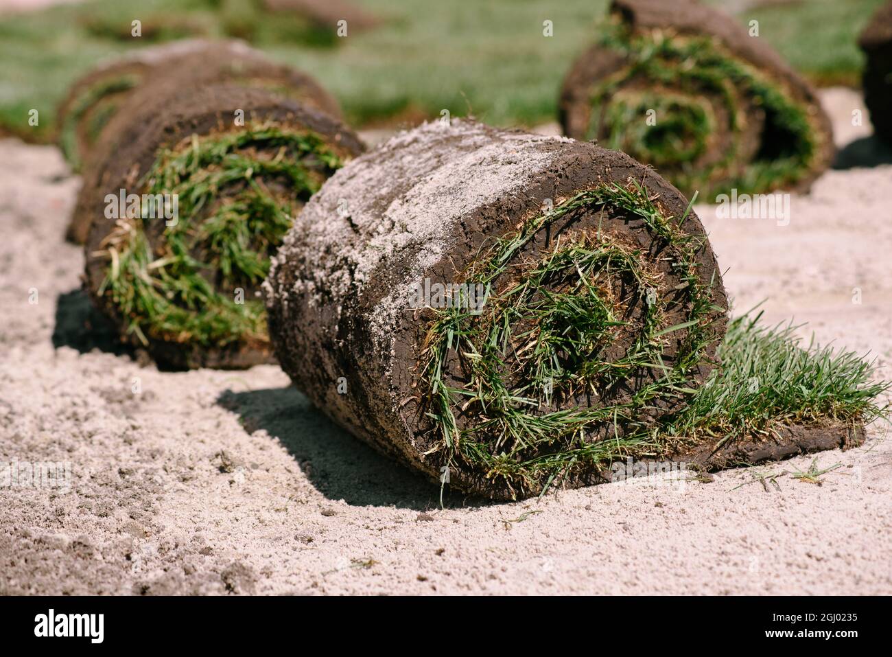 Fresh grass rolls of turf. Preparation for planting of new lawn Stock ...