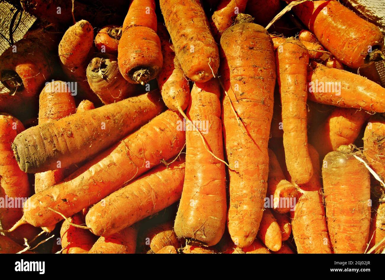 Carrots harvested from farmers in Dieng, Central Java, Indonesia Stock ...