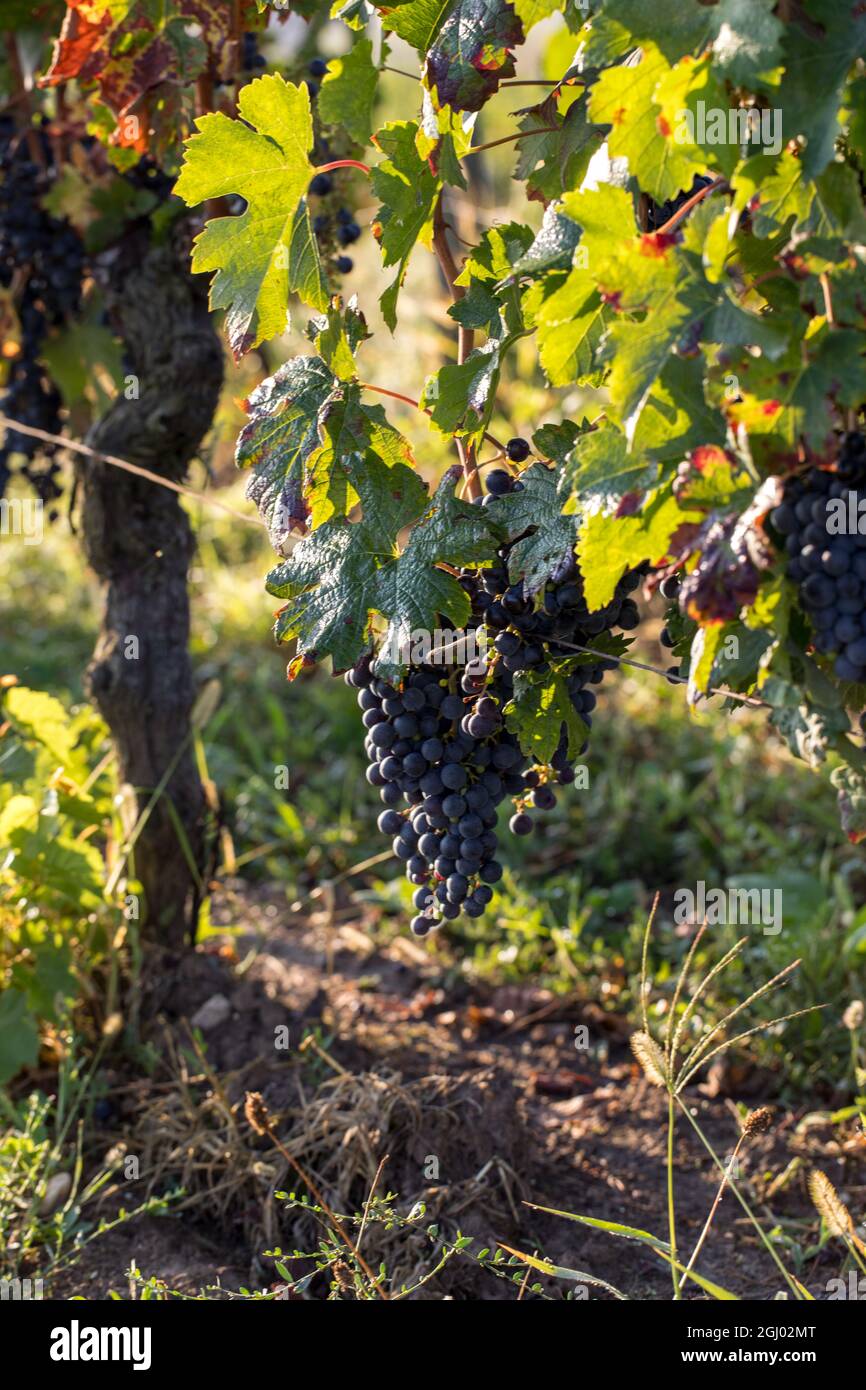 Red wine grapes ready to harvest and wine production. Saint Emilion ...
