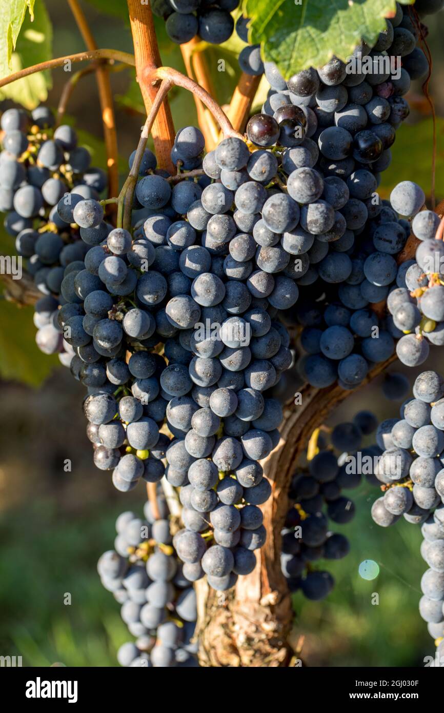 Close up of red merlot grapes in vineyard. Medoc, Gironde, Aquitaine ...