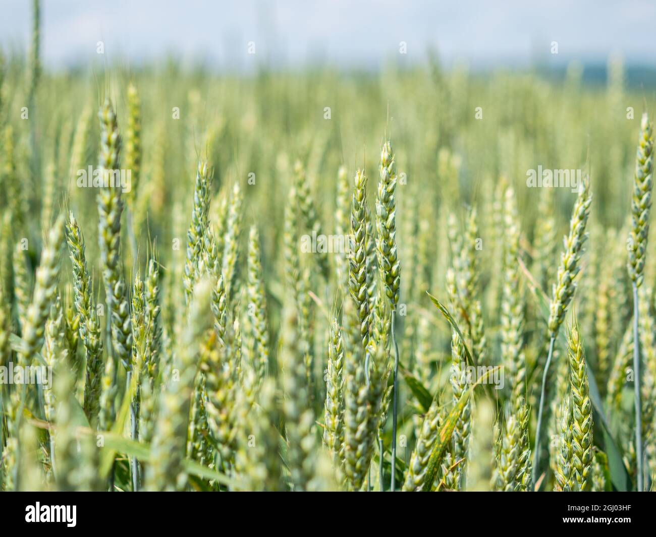 Green ears of wheat on a blurry field background . Concept of ...