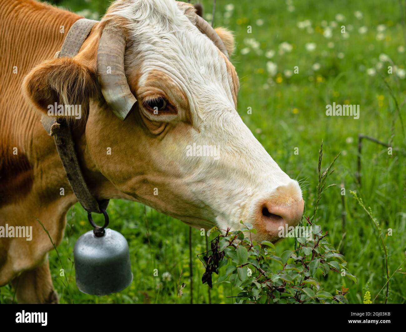 Close-up of the cow's head. On the neck hangs a bell. The ends of the ...