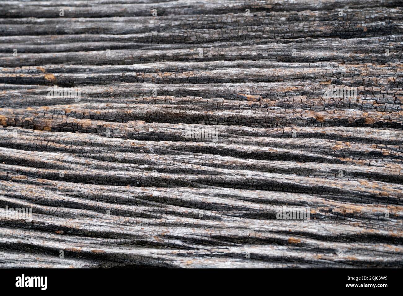 Detail of old wood texture and background, Rustic cracked wood surface ...