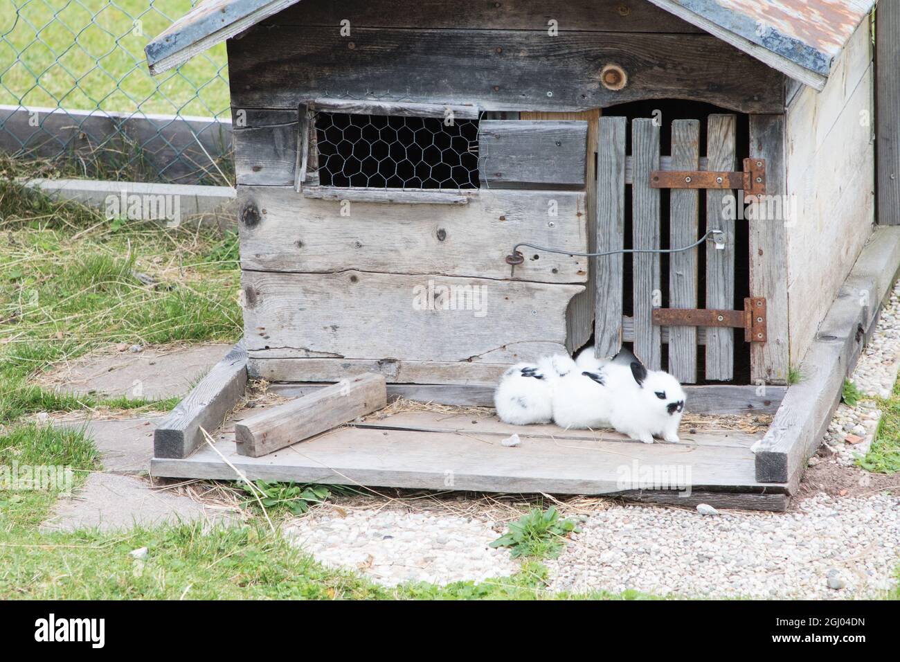 In the white rabbits house hi-res stock photography and images - Alamy