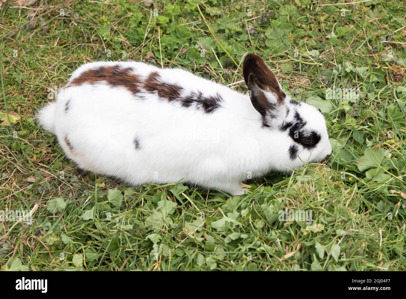 August 21, 2021:Black and white rabbit grazes on the grass on the Alpe ...
