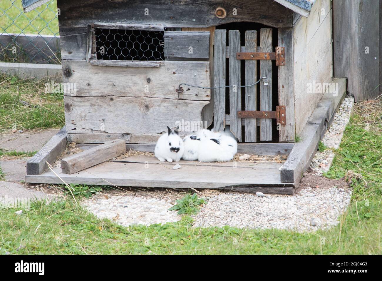 In the white rabbits house hi-res stock photography and images - Alamy
