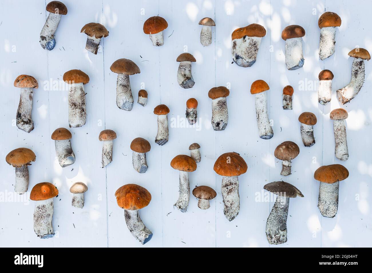 Autumn background. Red cap boletus mushrooms on a white wooden ...