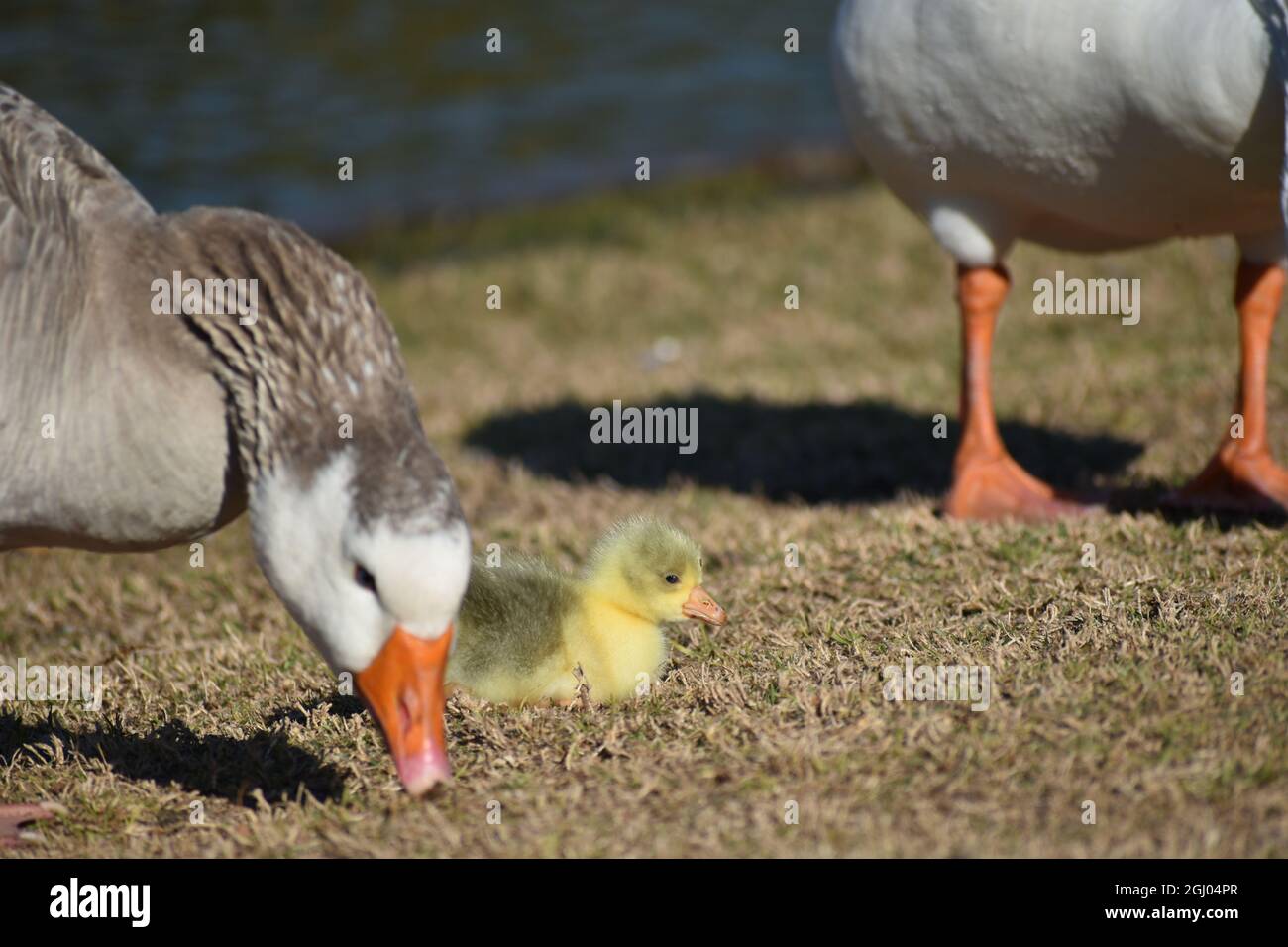 Cute newborn gosling protected by its goose parents Stock Photo - Alamy