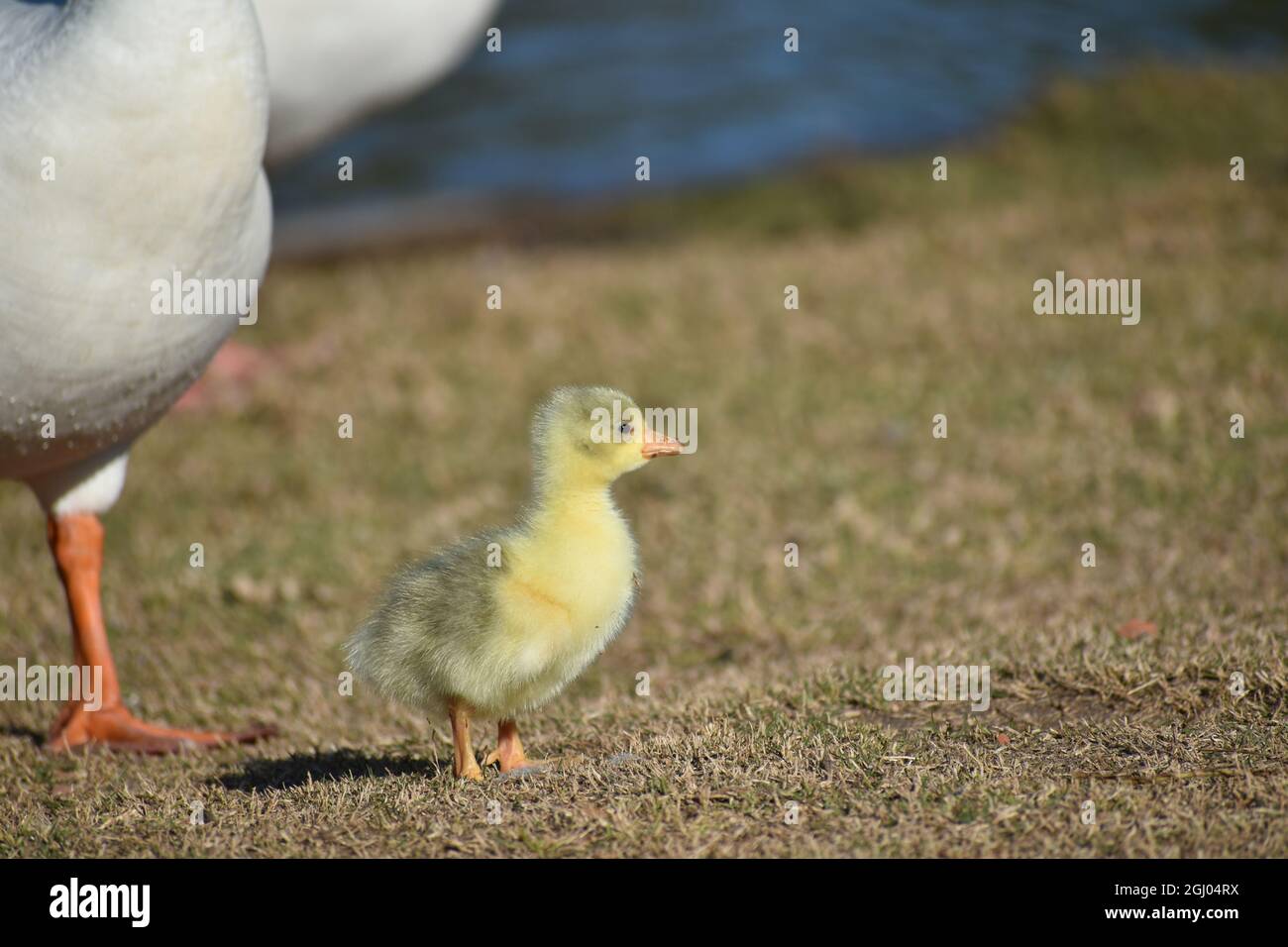 Cute newborn gosling protected by its goose parents Stock Photo - Alamy