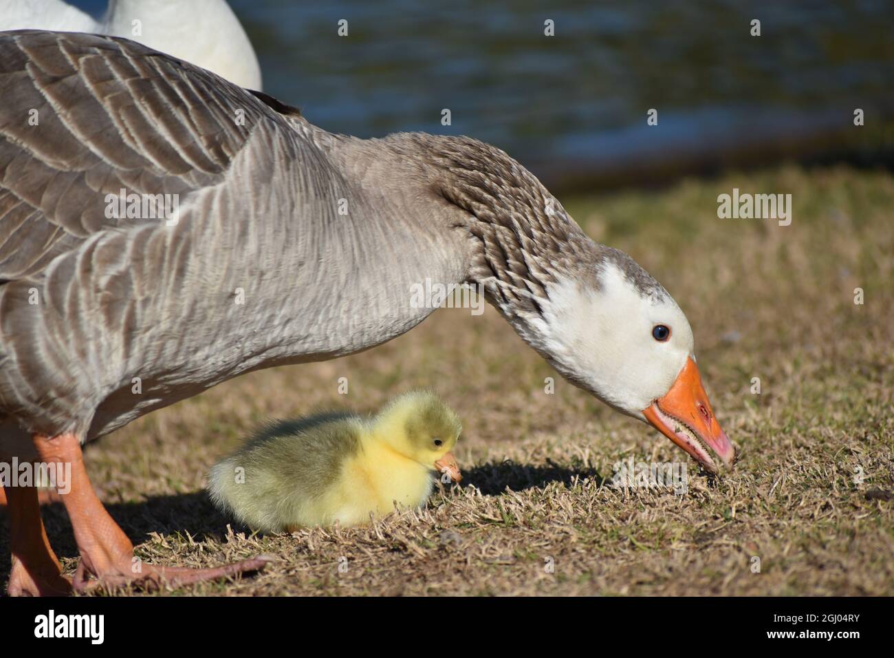 Cute newborn gosling protected by its goose parents Stock Photo - Alamy