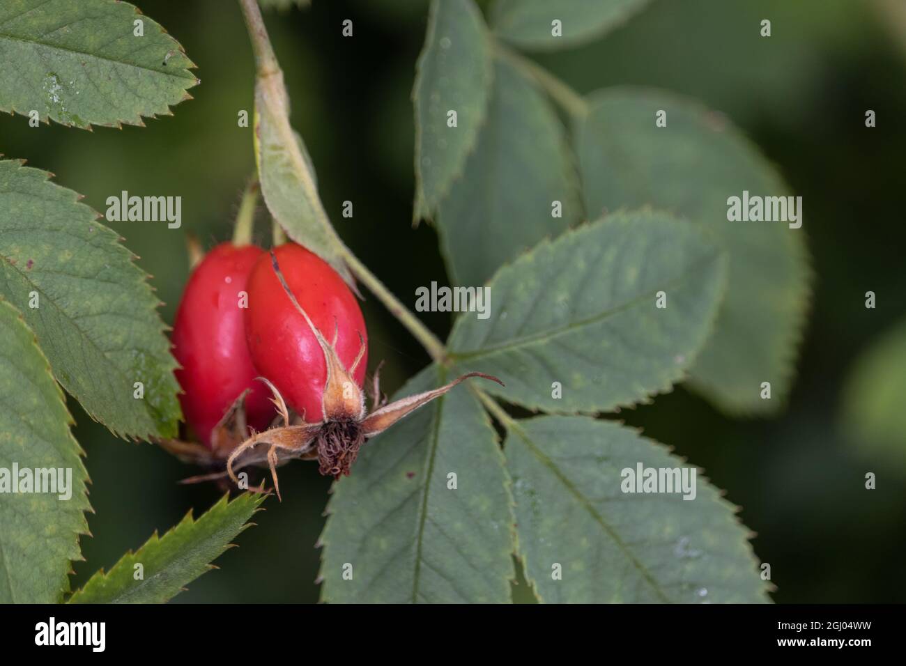 Closeup shot of the rose woody perennial flowering plant Stock Photo ...