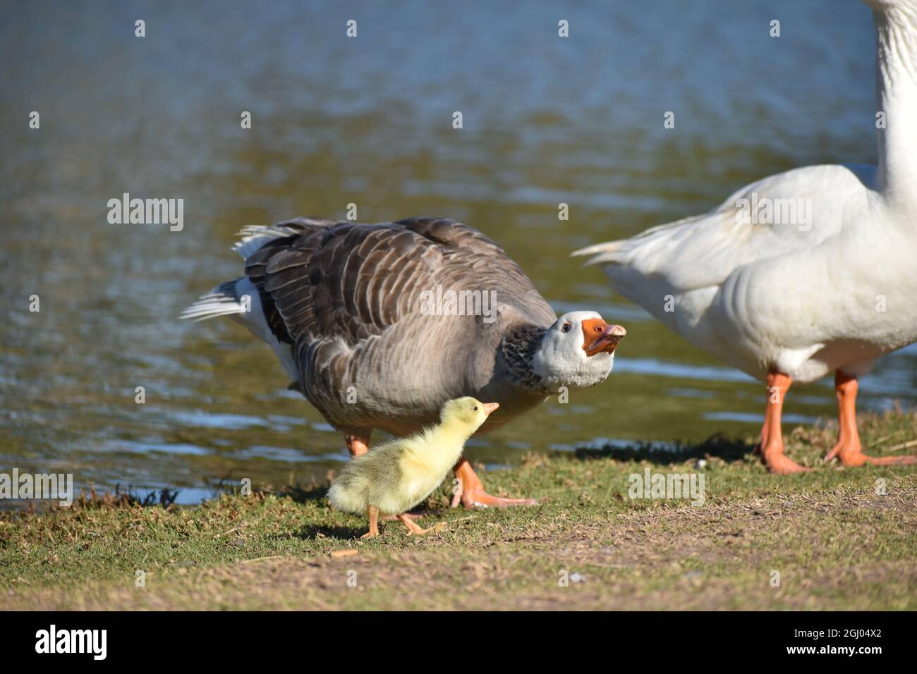 Cute newborn gosling protected by its goose parents Stock Photo - Alamy