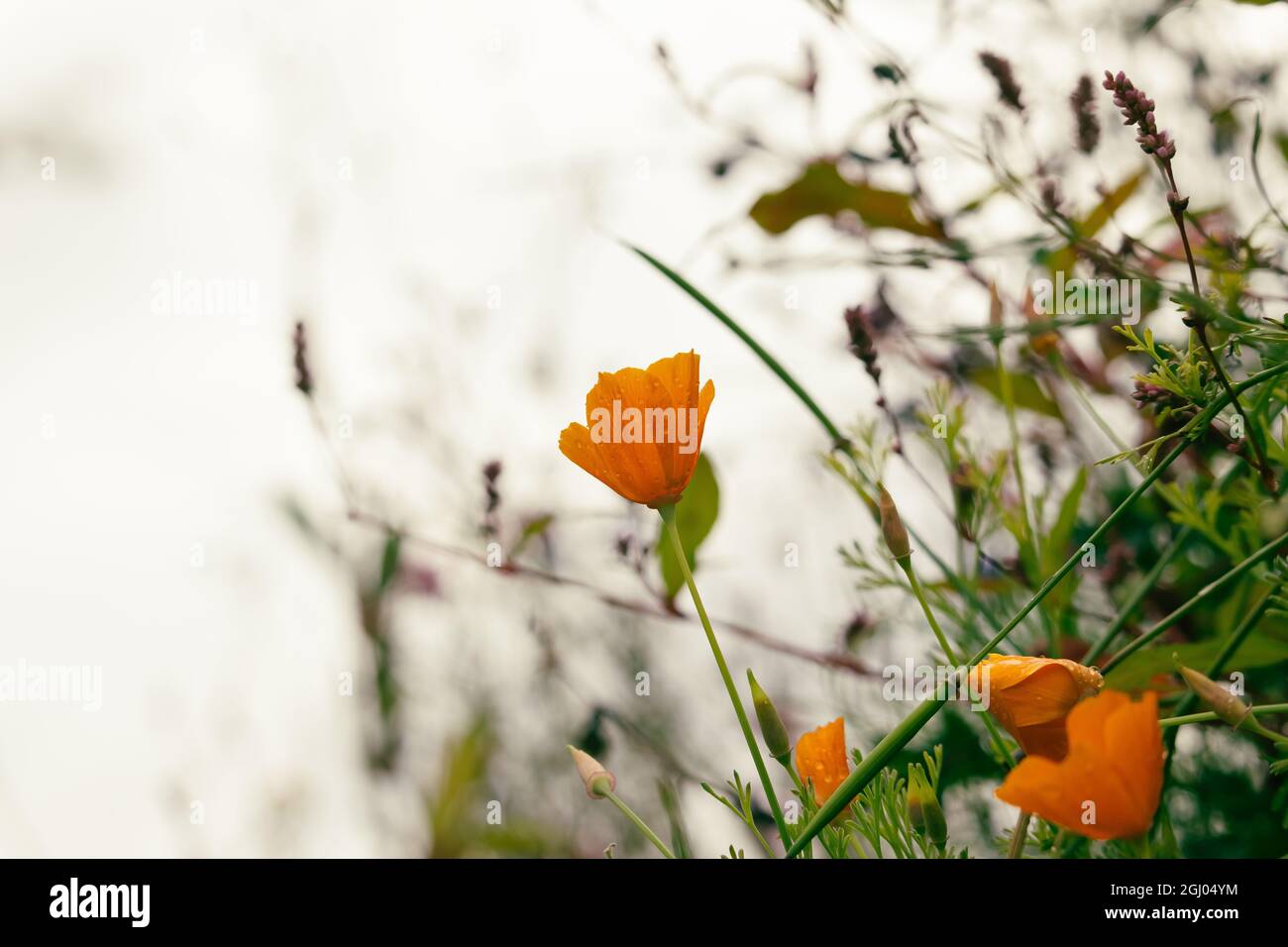 Delicate poppy flowers in the garden Stock Photo - Alamy