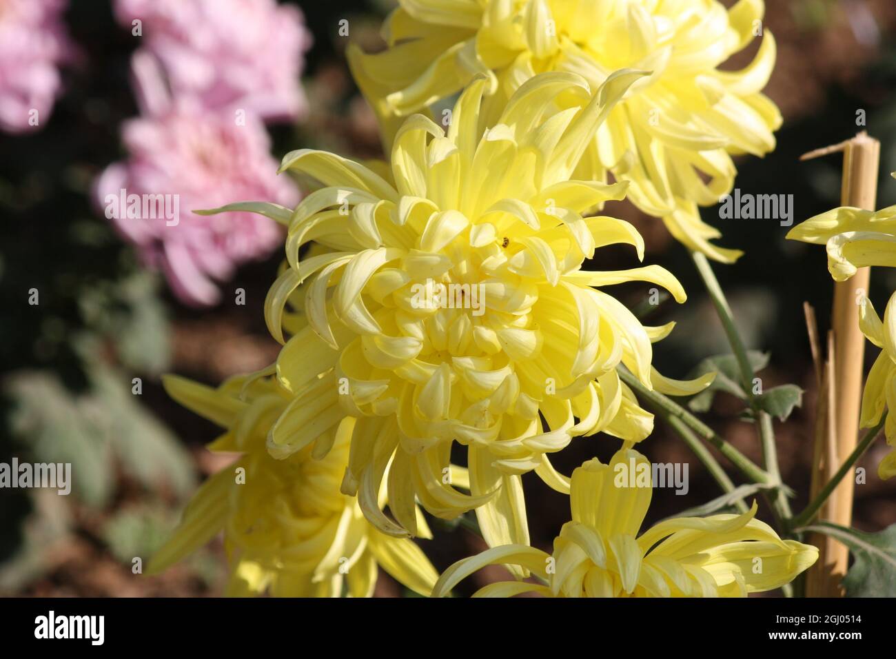 Yellow-coloured Chrysanthemum × morifolium in bloom; (pix SShukla Stock ...