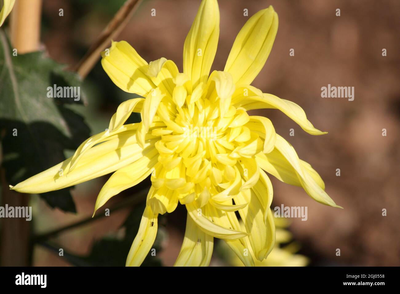 Yellow-coloured Chrysanthemum × morifolium in bloom; (pix SShukla Stock ...