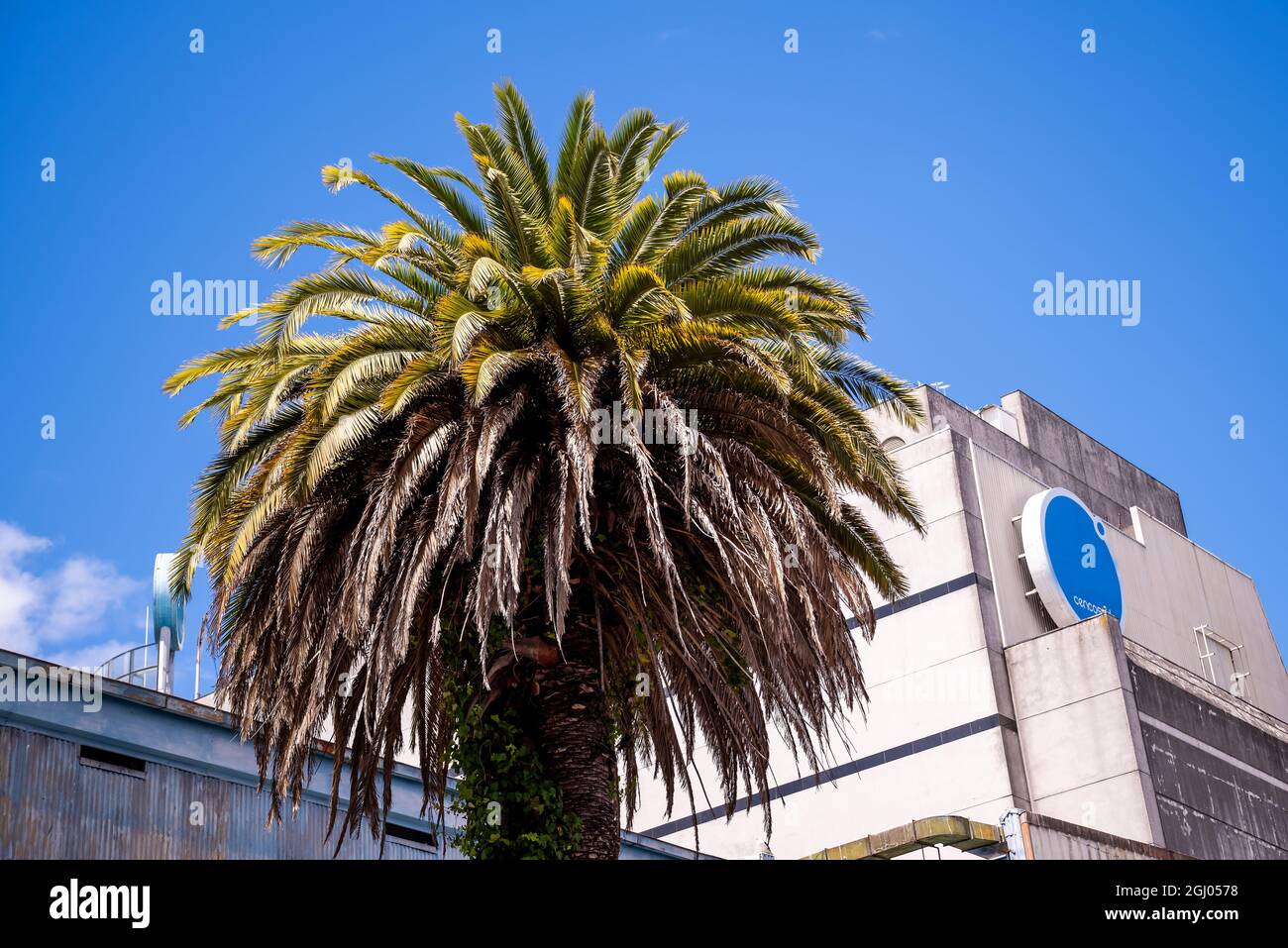 Palm tree in an industrial area in Concepcion, Chile Stock Photo - Alamy