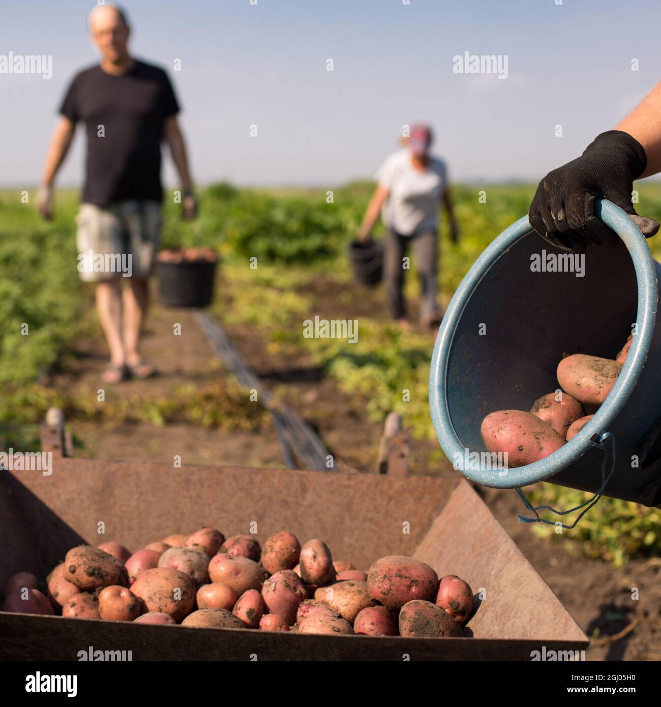 Loading full buckets of poatto harvested on afield to the wheelbarow ...