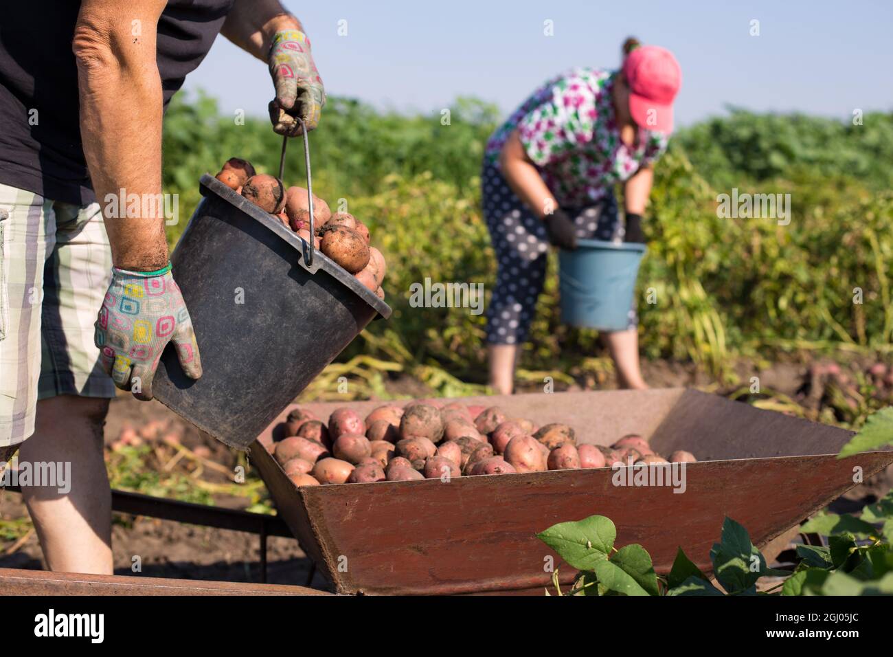 Growing carrots bucket hi-res stock photography and images - Alamy