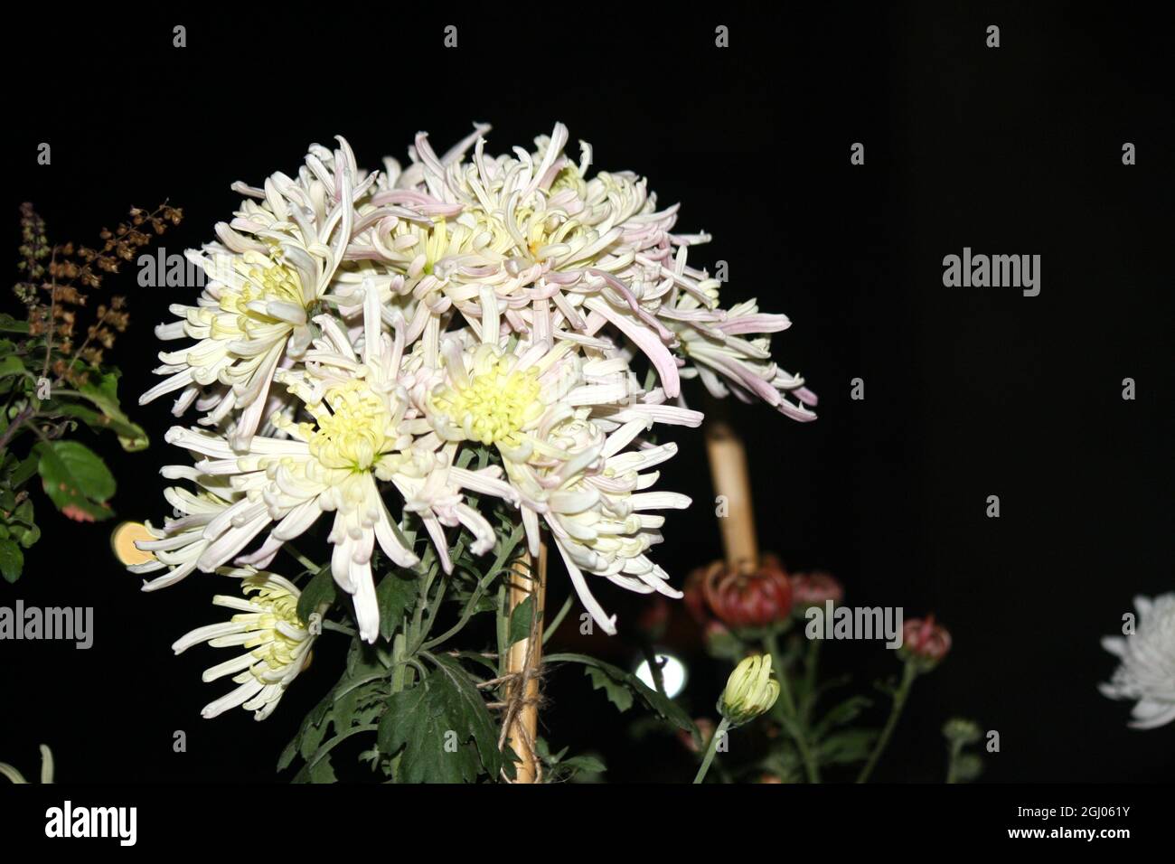 Chrysanthemum white Quilled blooms in a garden; (pix SShukla Stock ...