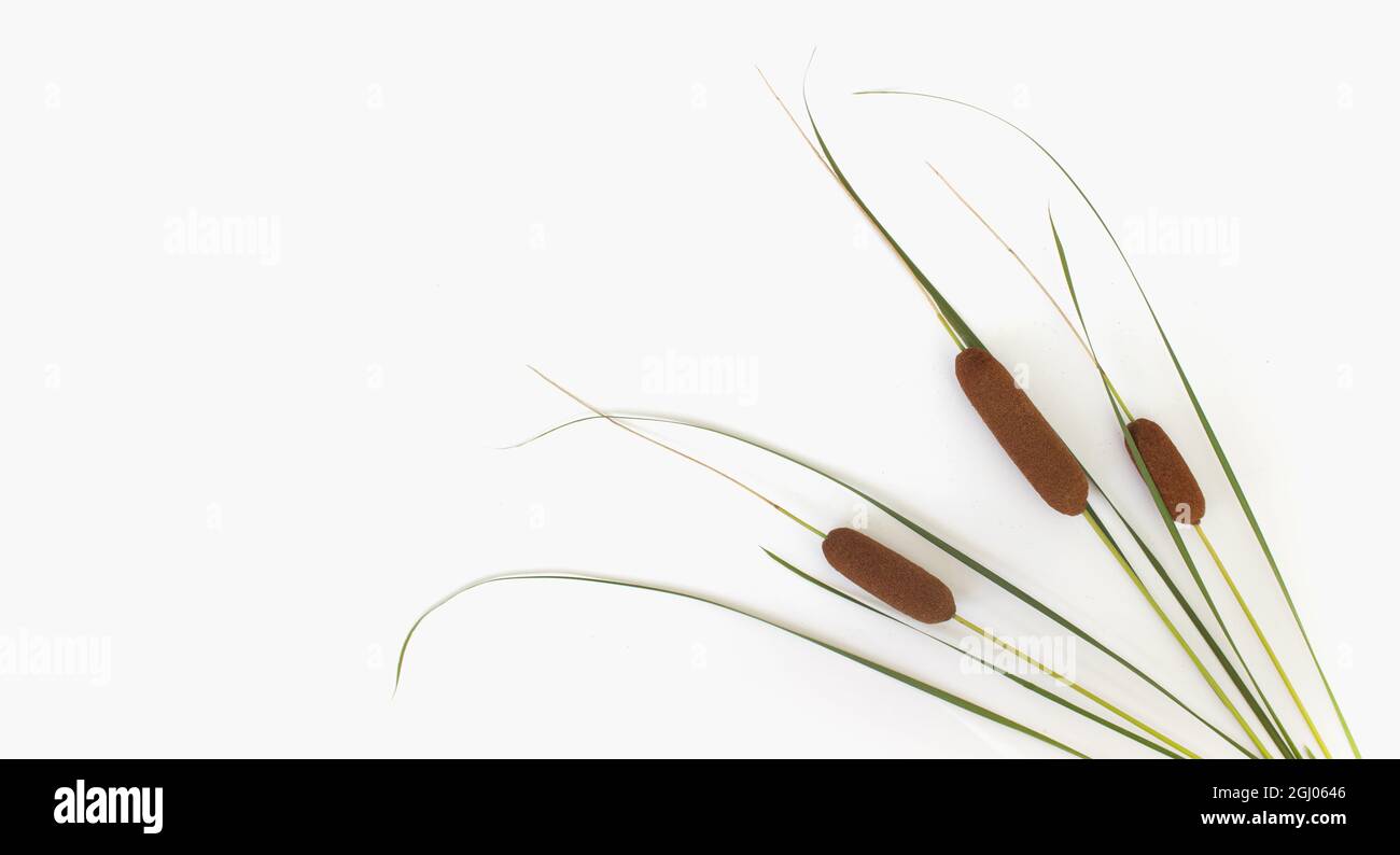 Cattail branch isolated on white background, top view, place for text ...